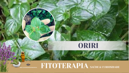 Fitoterapia - "Oriri" - Sementes das Estrelas